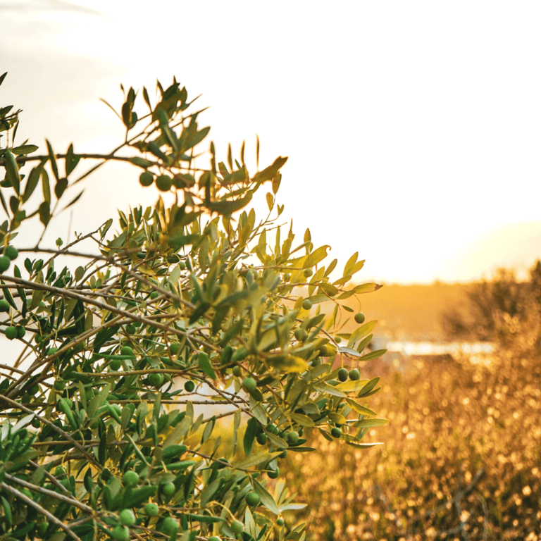 Lamb Potjie | Hearty South African One-Pot Wonder - Wilson Foods